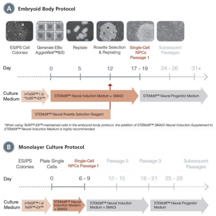 STEMdiff Neural Induction Medium | 製品情報 | ベリタス